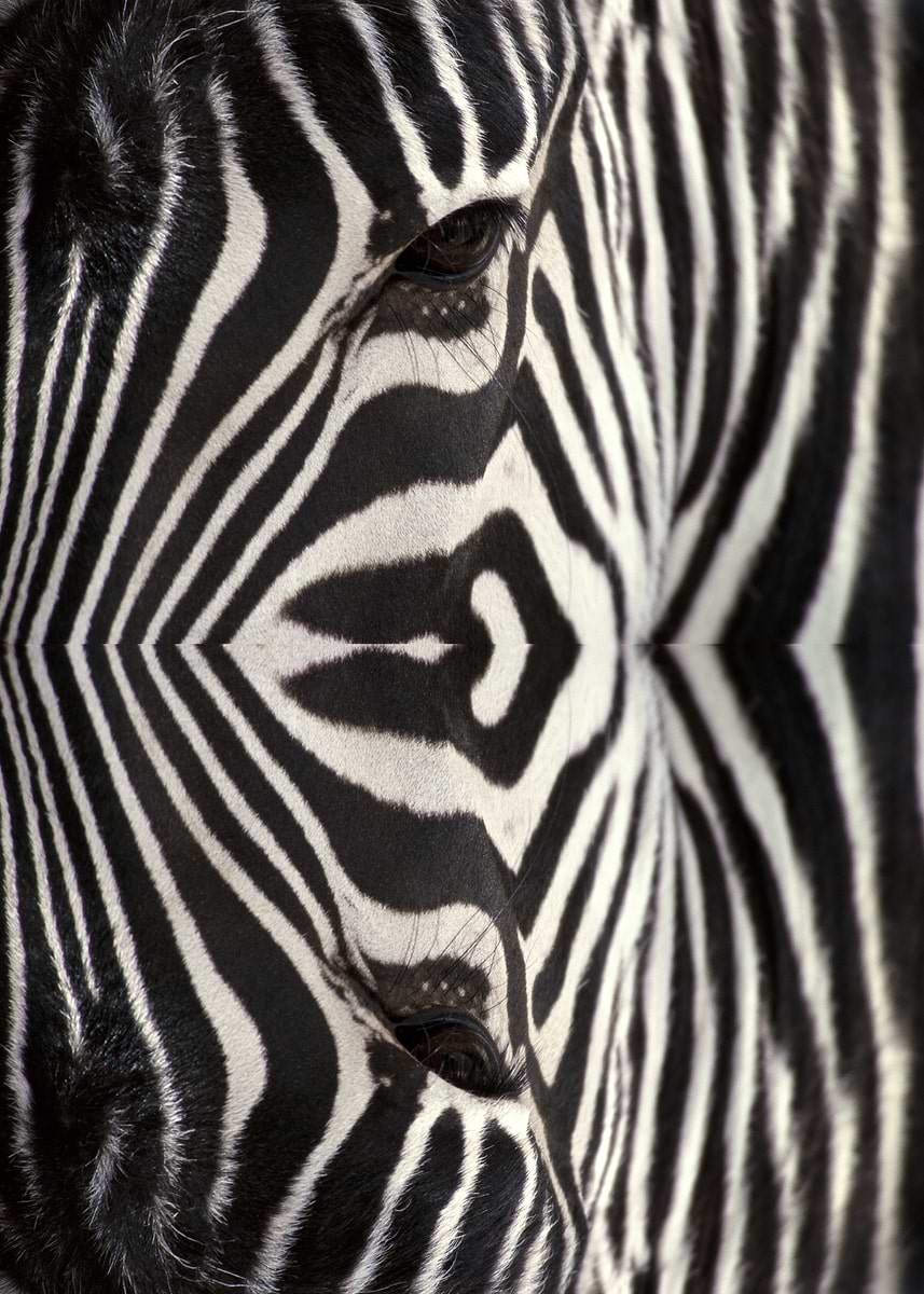 'Zebra Stripes Close-Up' Poster, picture, metal print, paint by Damelio ...