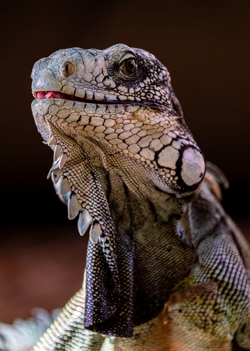 'Green Iguana Portrait' Poster, picture, metal print, paint by Vincent ...
