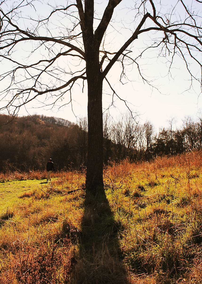 'tree with shadow' Poster, picture, metal print, paint by ...