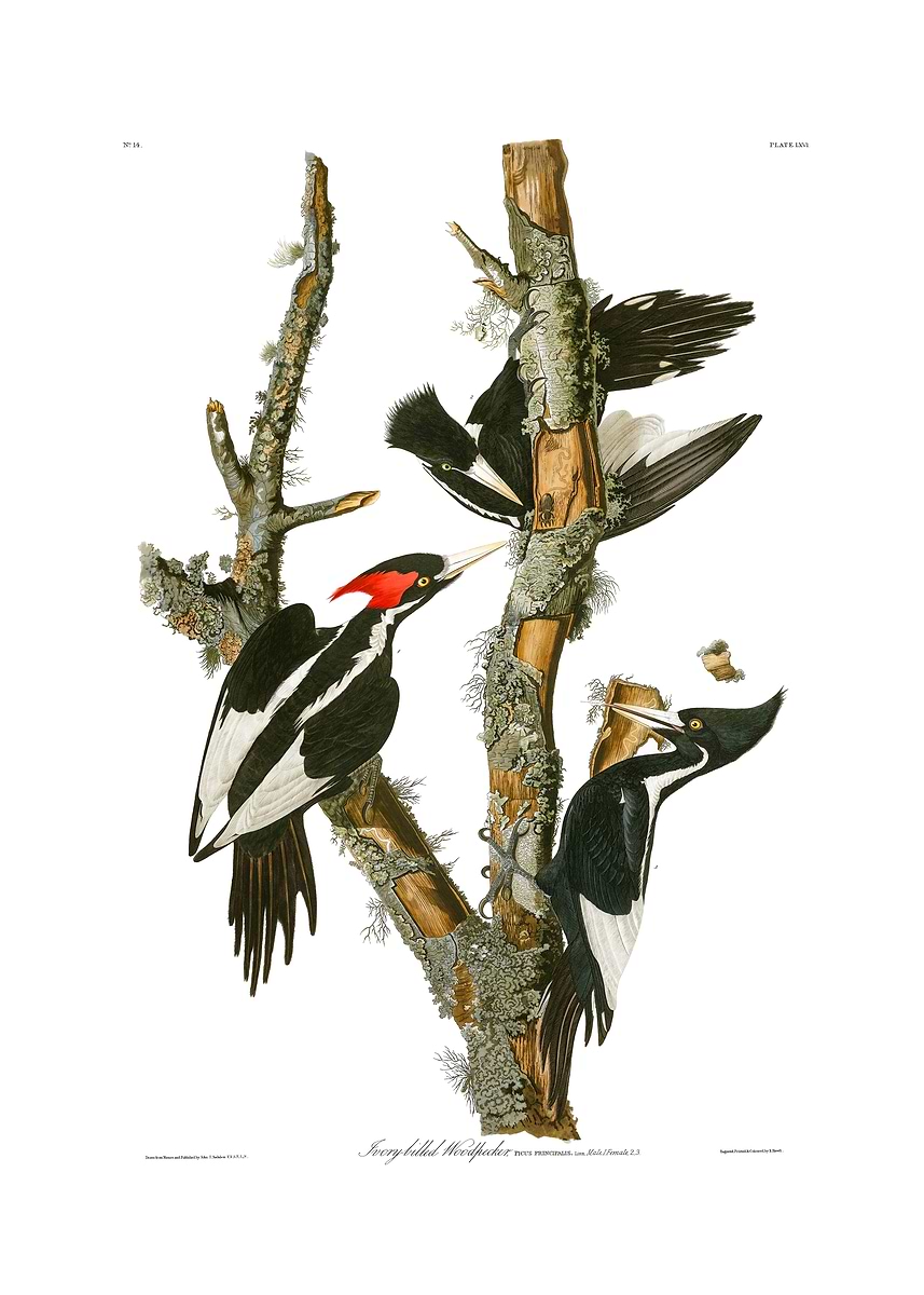 'The Birds of America - Ivory-billed Woodpecker' Poster, picture, metal ...
