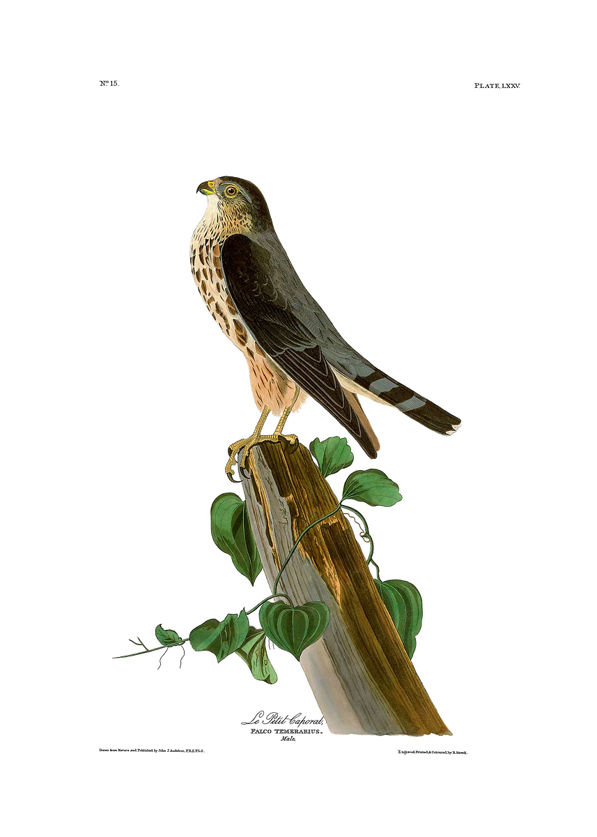'The Birds of America - Le Petit Caporal' Poster, picture, metal print ...