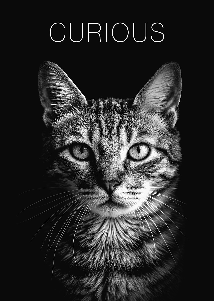 'Curious Cat Portrait' Poster, picture, metal print, paint by Andrew ...