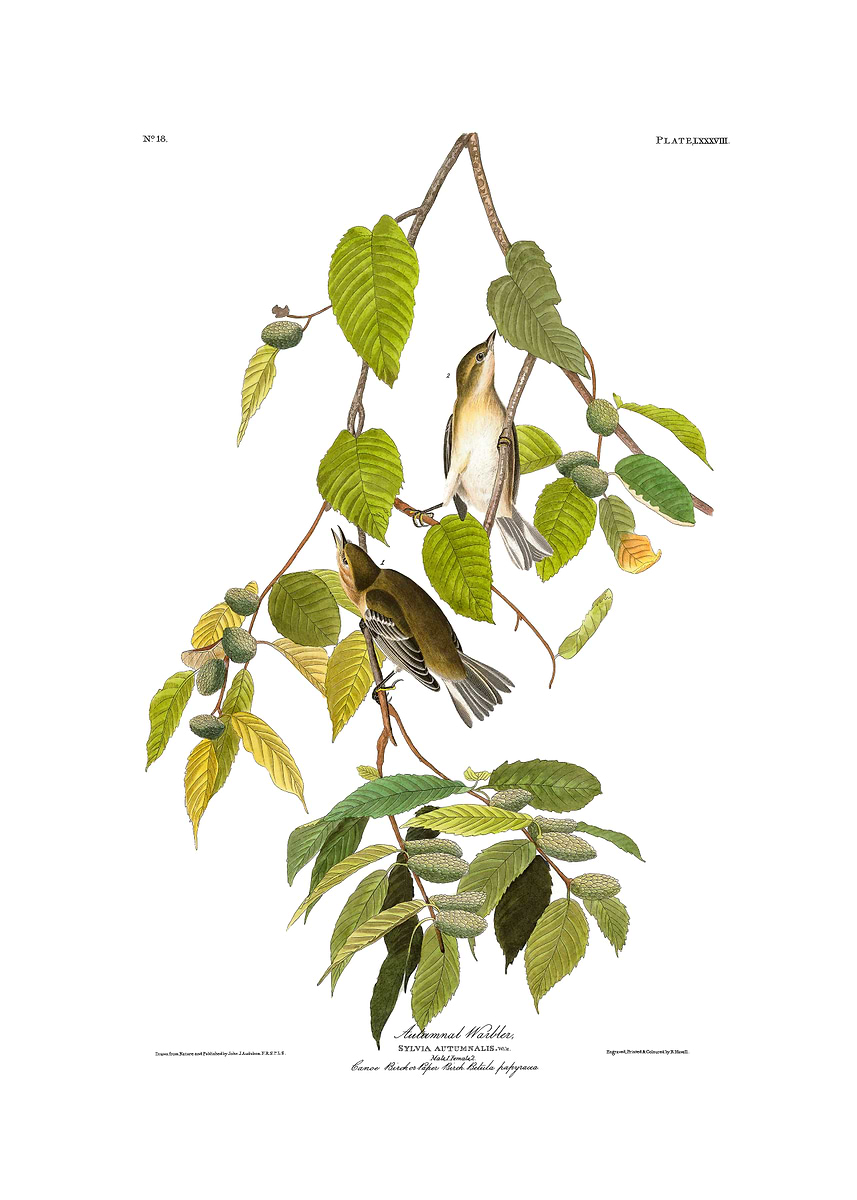 'The Birds of America - Autumnal Warbler' Poster, picture, metal print ...