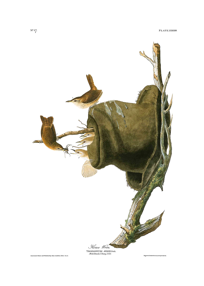 'The Birds of America - House Wren' Poster, picture, metal print, paint ...