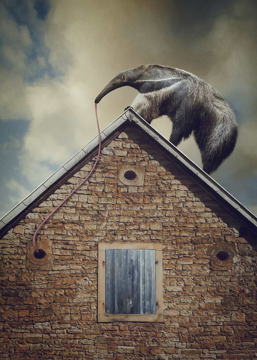 ''An Anteater on Roof'' Poster, picture, metal print, paint by Sarah ...