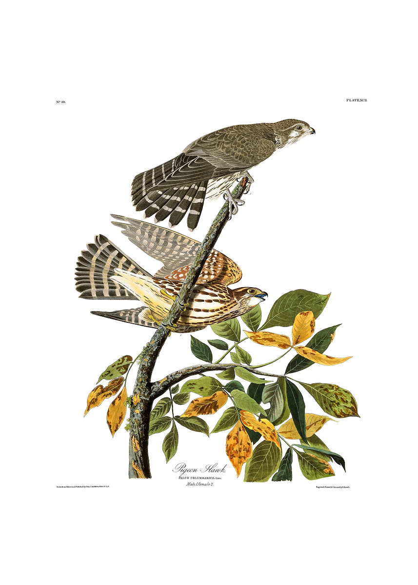 'The Birds of America - Pigeon Hawk' Poster, picture, metal print ...