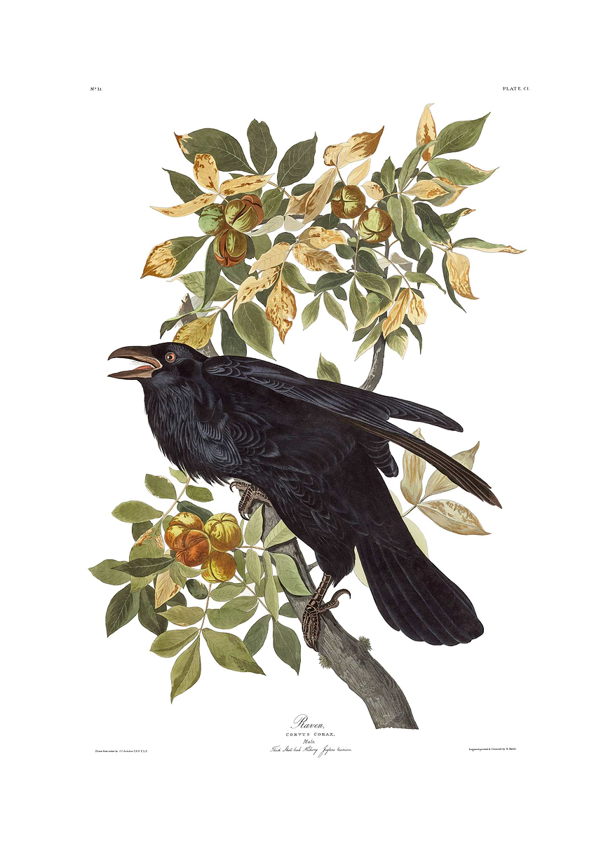 'The Birds of America - Raven' Poster, picture, metal print, paint by ...
