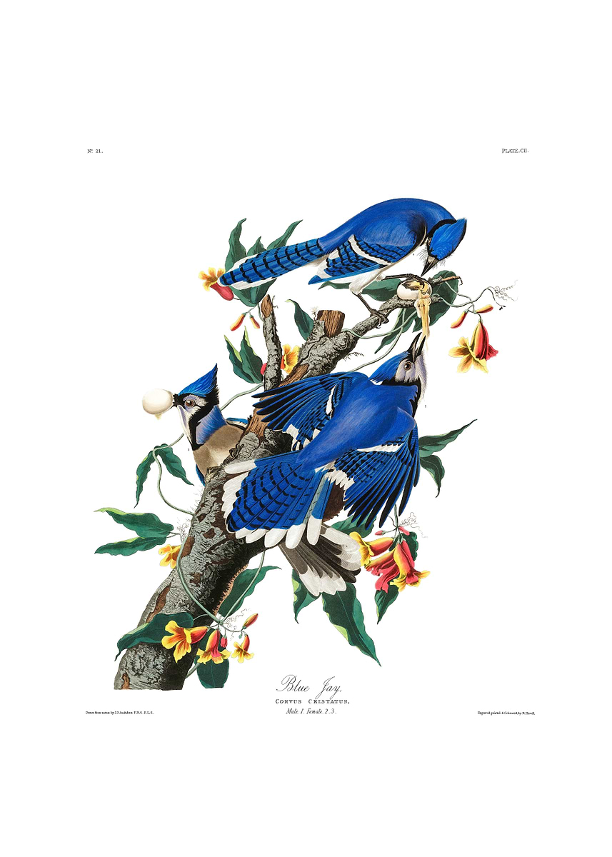 'The Birds of America - Blue Jay' Poster, picture, metal print, paint ...