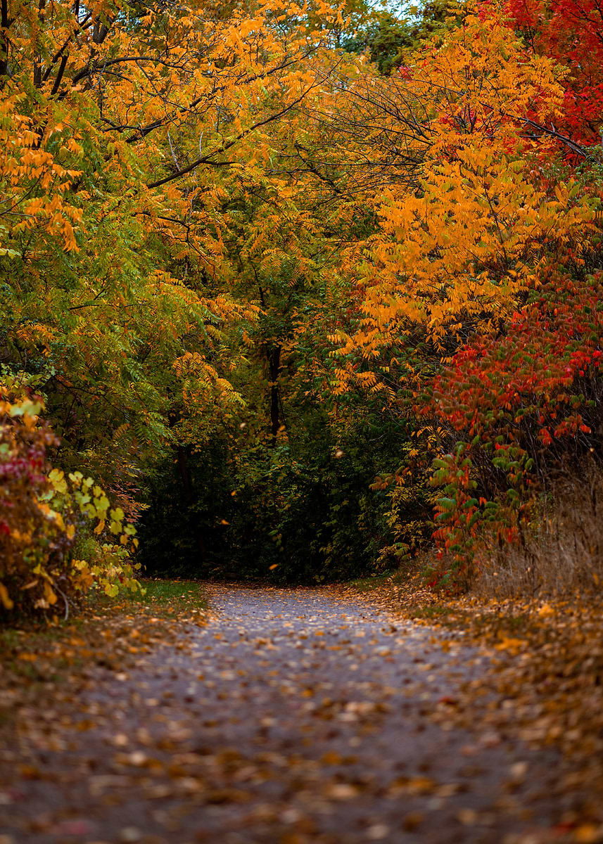 'Autumn Path' Poster, picture, metal print, paint by TimmyTimewell ...