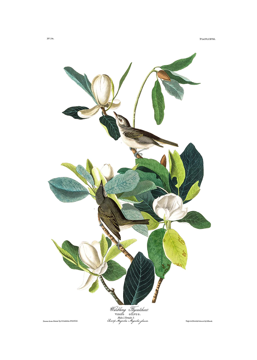 'The Birds of America - Warbling Flycatcher' Poster, picture, metal ...