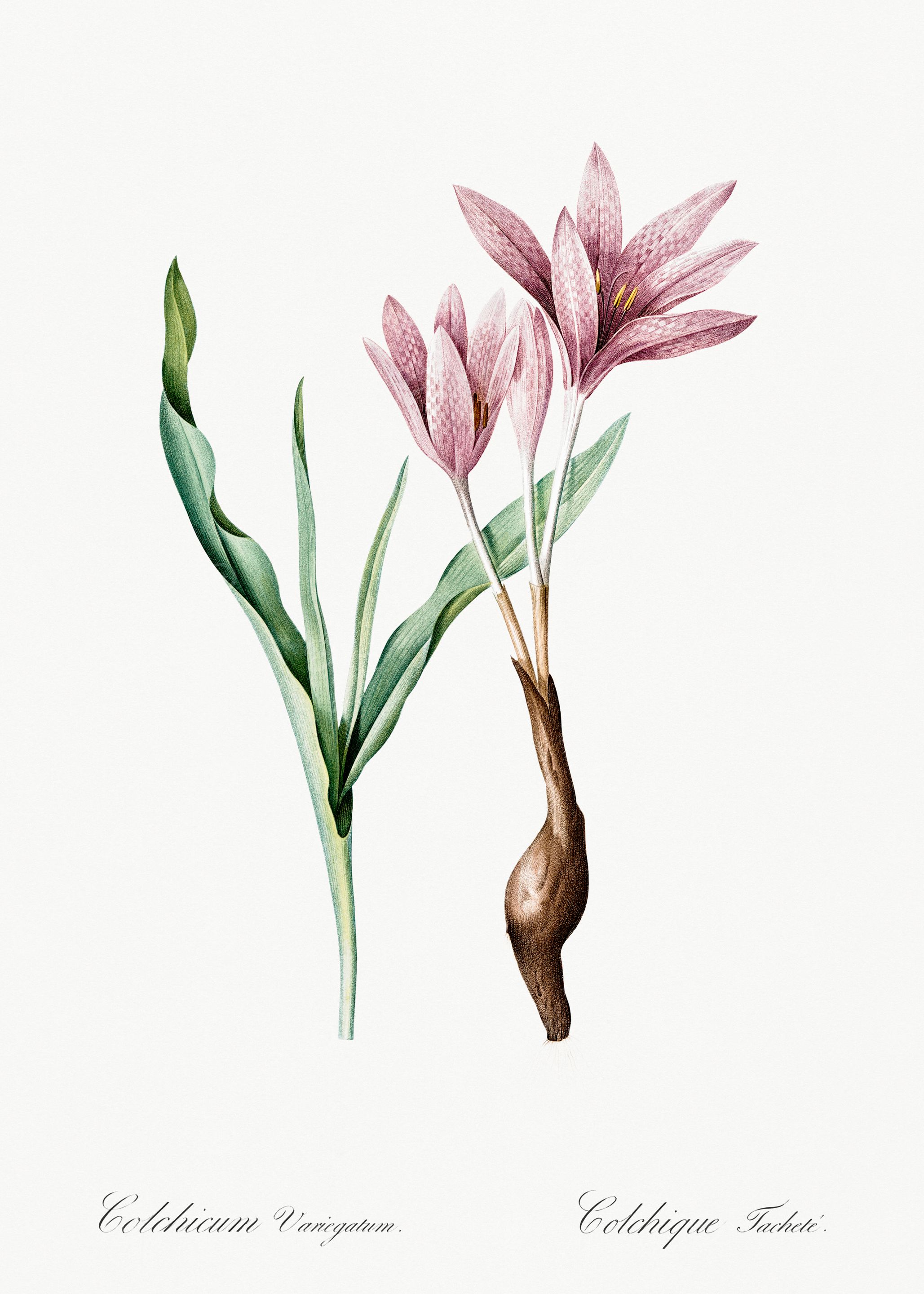 'Colchicum Autumnale Illustration' Poster, picture, metal print, paint ...