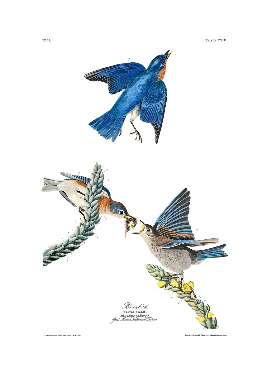 'The Birds of America - Bluebird' Poster, picture, metal print, paint ...