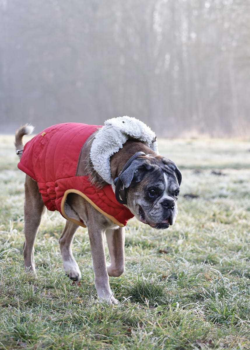 'Mx Boxer Dog Marie in her Red Coat' Poster, picture, metal print ...