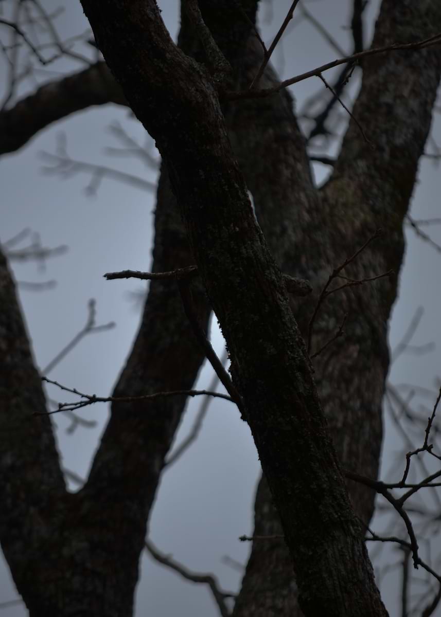 'Bare Tree Branches' Poster, picture, metal print, paint by Brian Carz ...