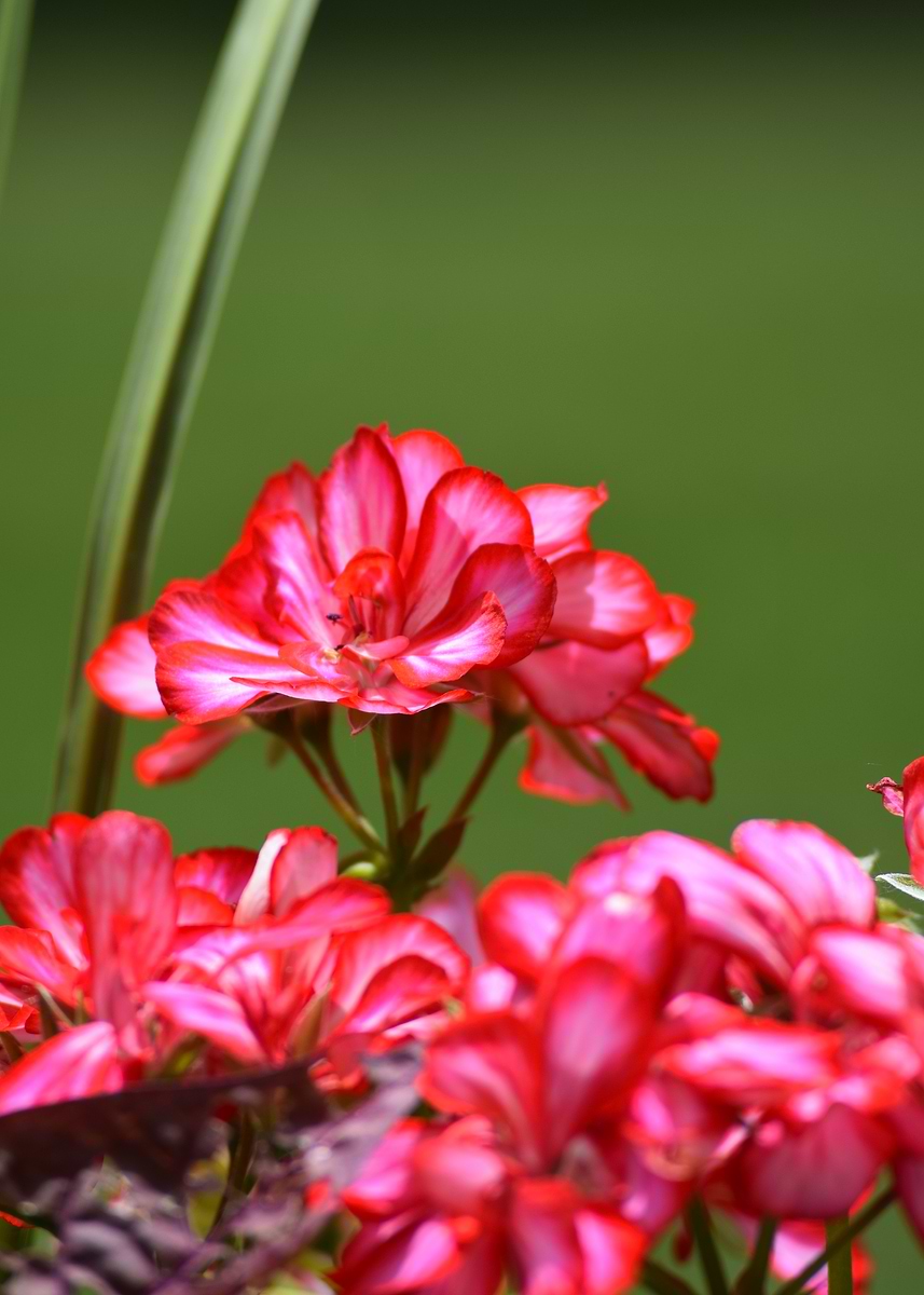 'Small Pink and Red Geranium Flowers' Poster, picture, metal print ...