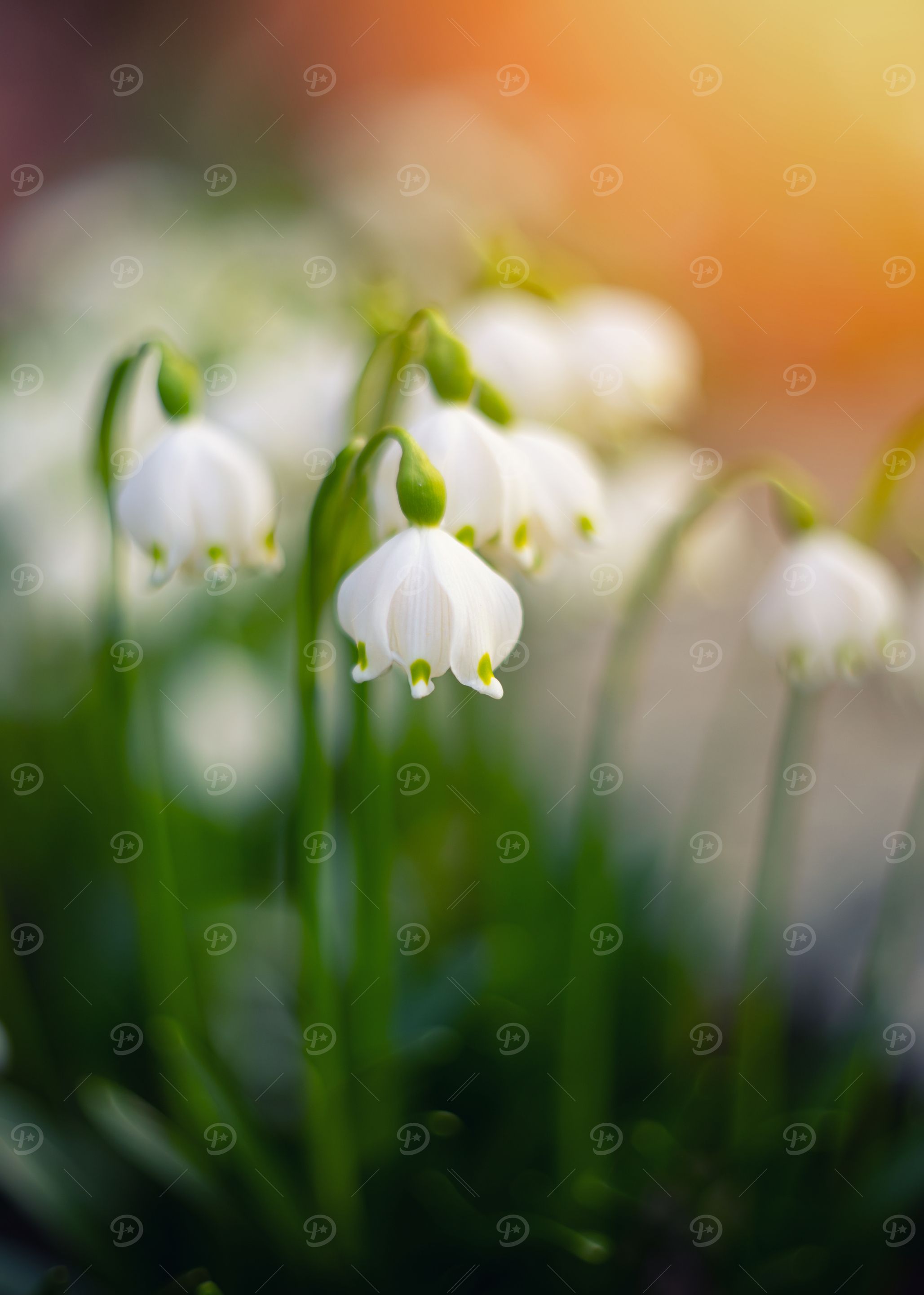 'Snowdrops, White Spring Flowers' Poster, picture, metal print, paint ...