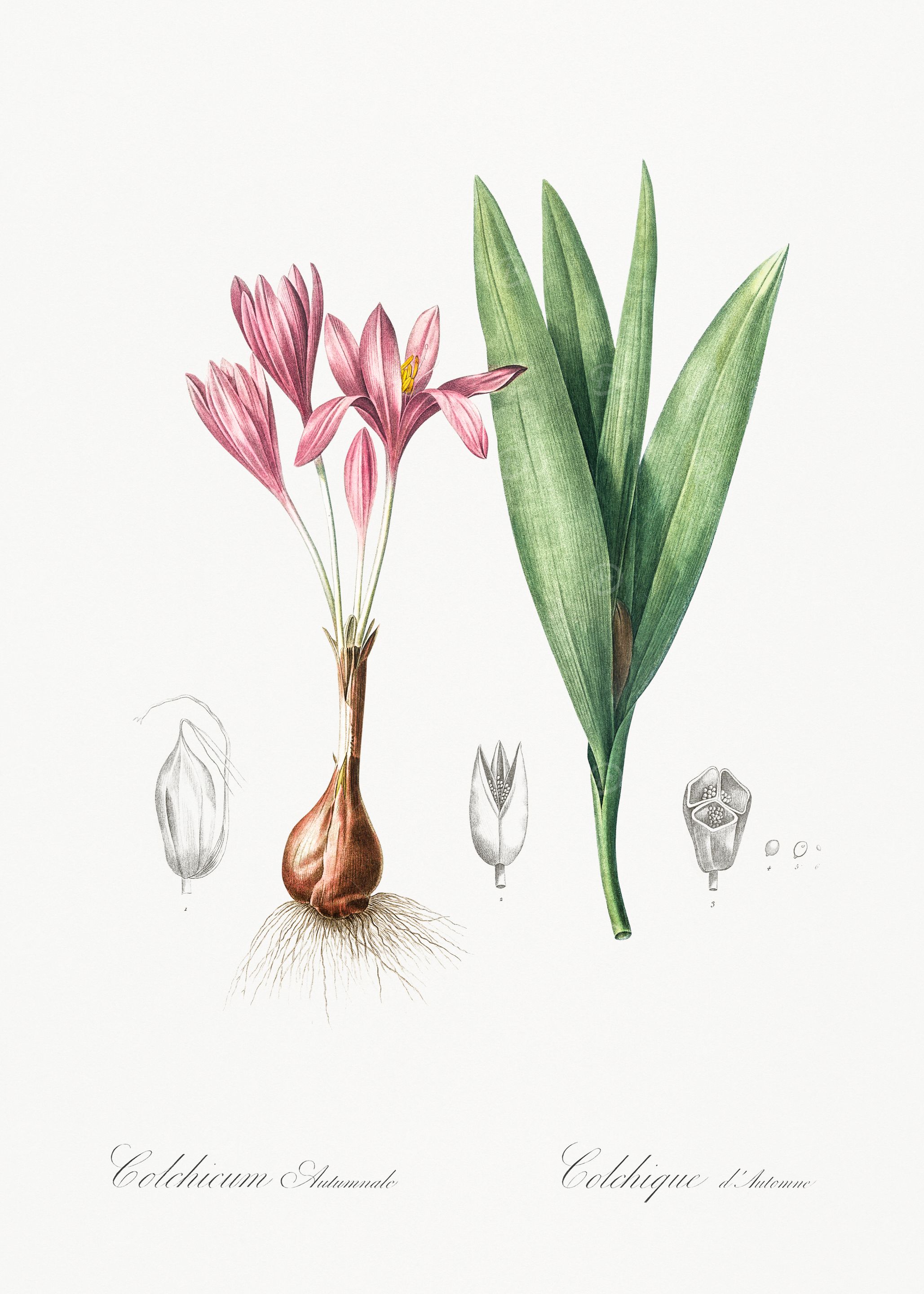 'Colchicum Autumnale Illustration' Poster, picture, metal print, paint ...