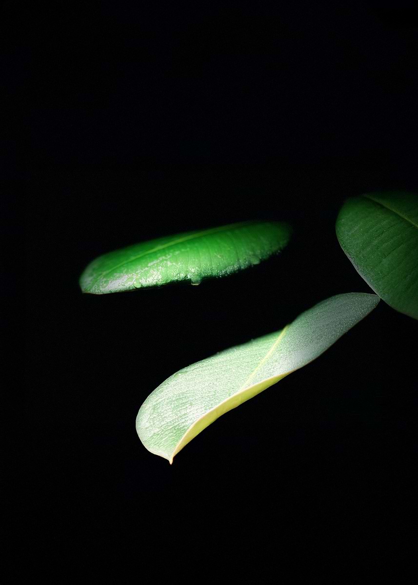 'Emerging Light – Botanical Contrast' Poster, picture, metal print ...