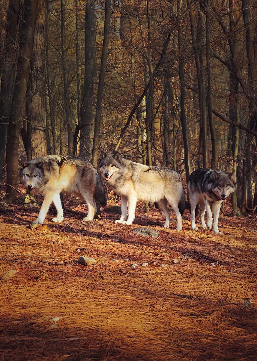 'The Three Musketeers – Wolves of the Wild' Poster, picture, metal ...