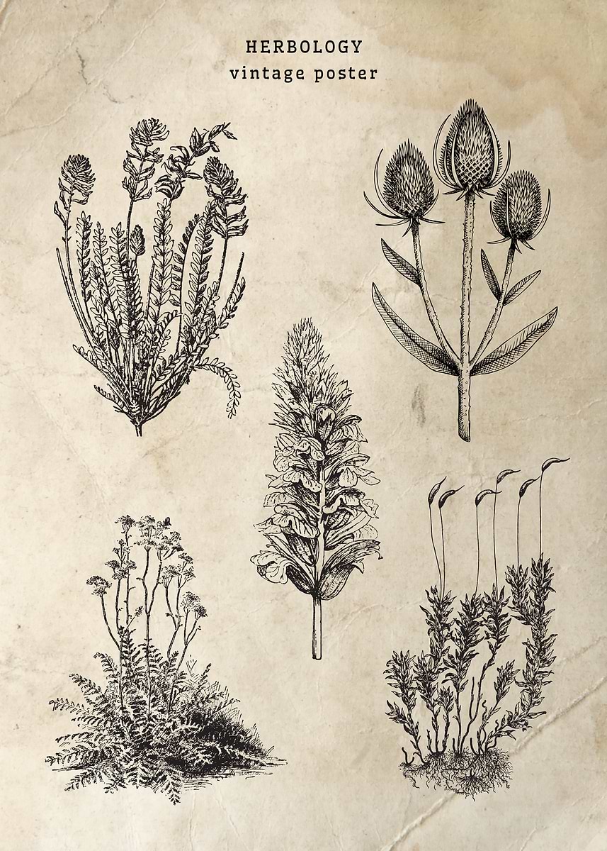 'Herbology Vintage Poster' Poster, picture, metal print, paint by ISF ...
