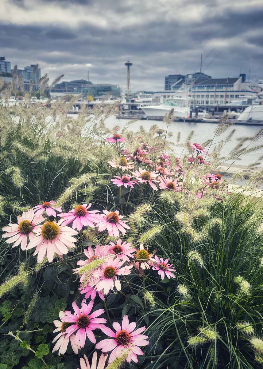 'Seattle Flowers and Skyline' Poster, picture, metal print, paint by ...
