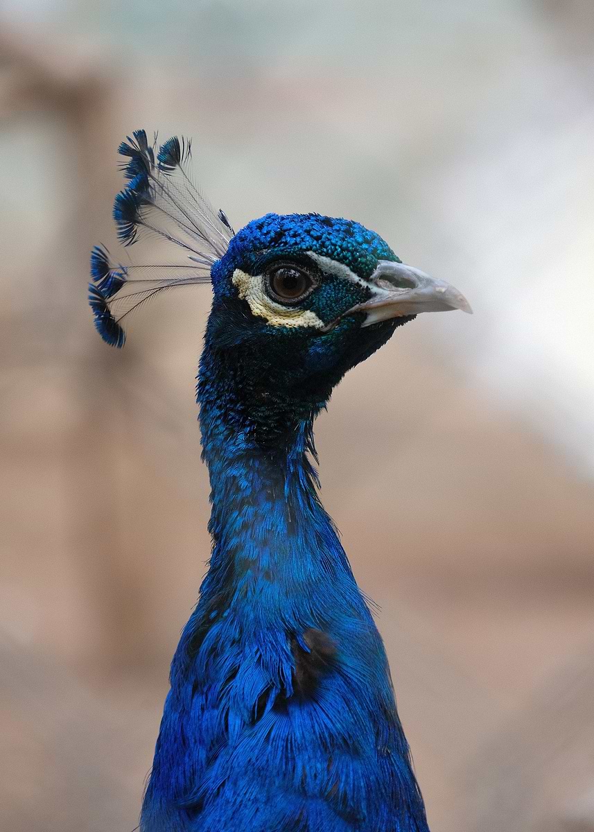 'Peacock Portrait' Poster, picture, metal print, paint by Andreas Schär | Displate