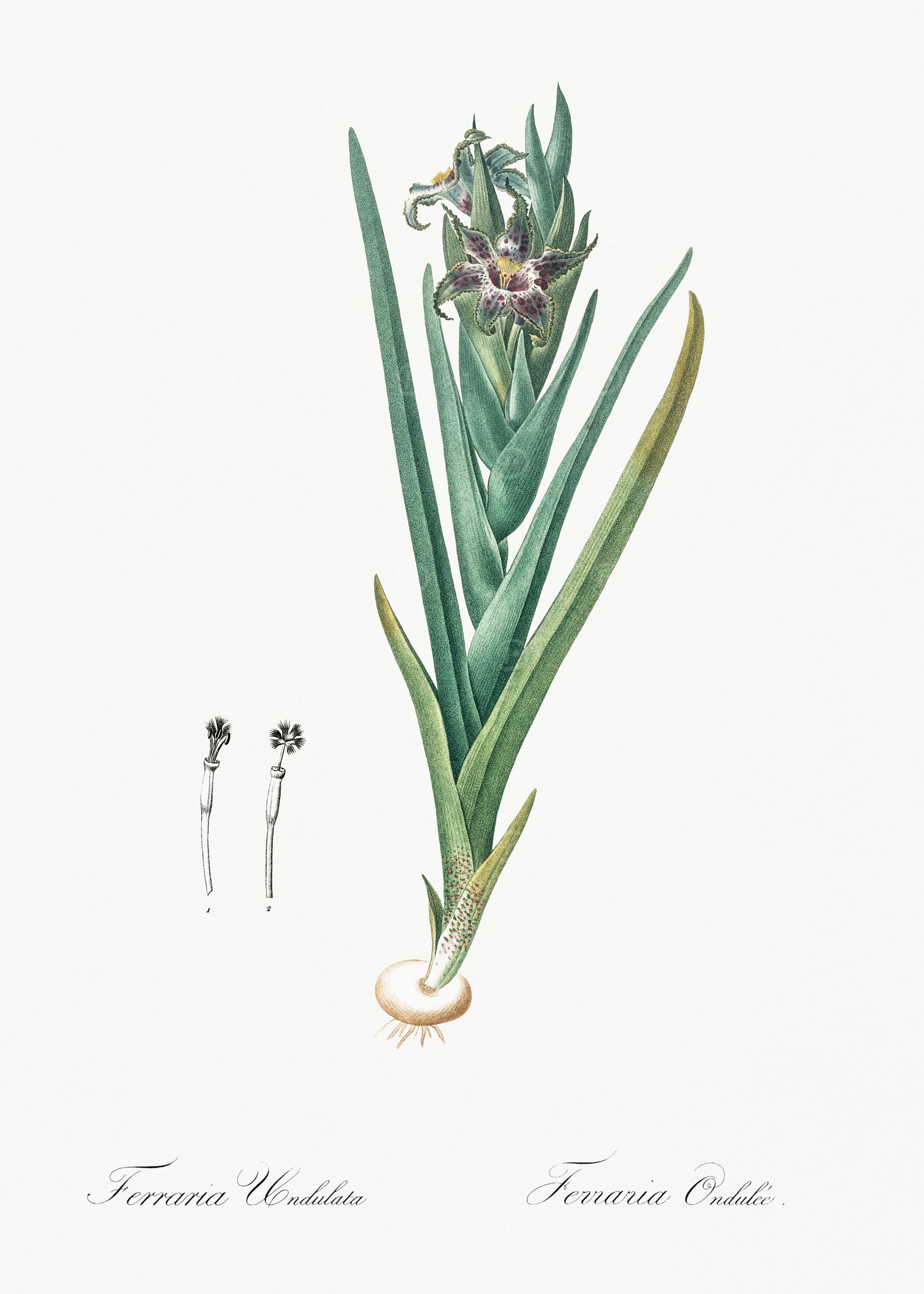 'Ferraria Undulata Botanical Illustration' Poster, picture, metal print ...