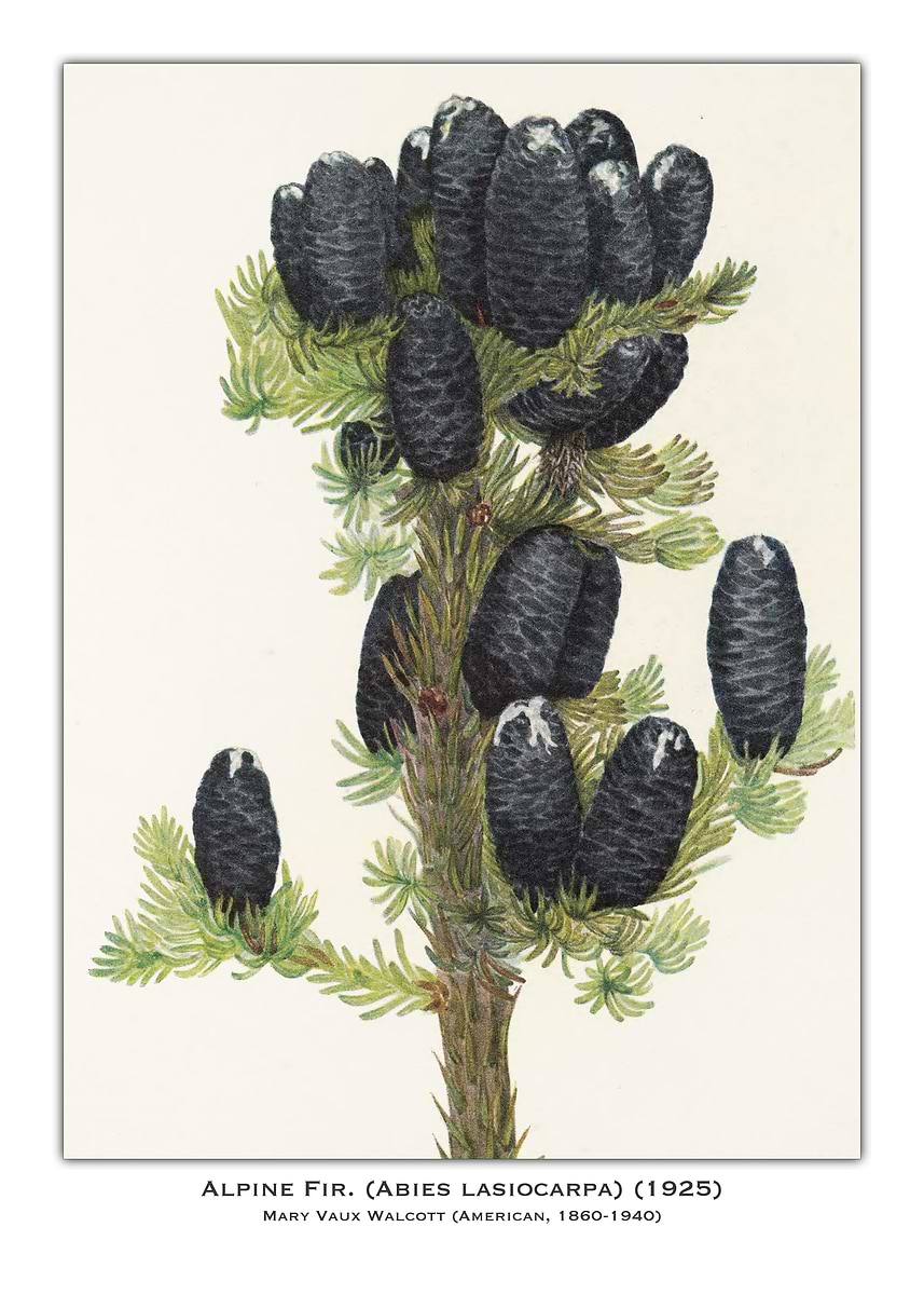 'Alpine Fir Botanical Illustration' Poster, picture, metal print, paint ...