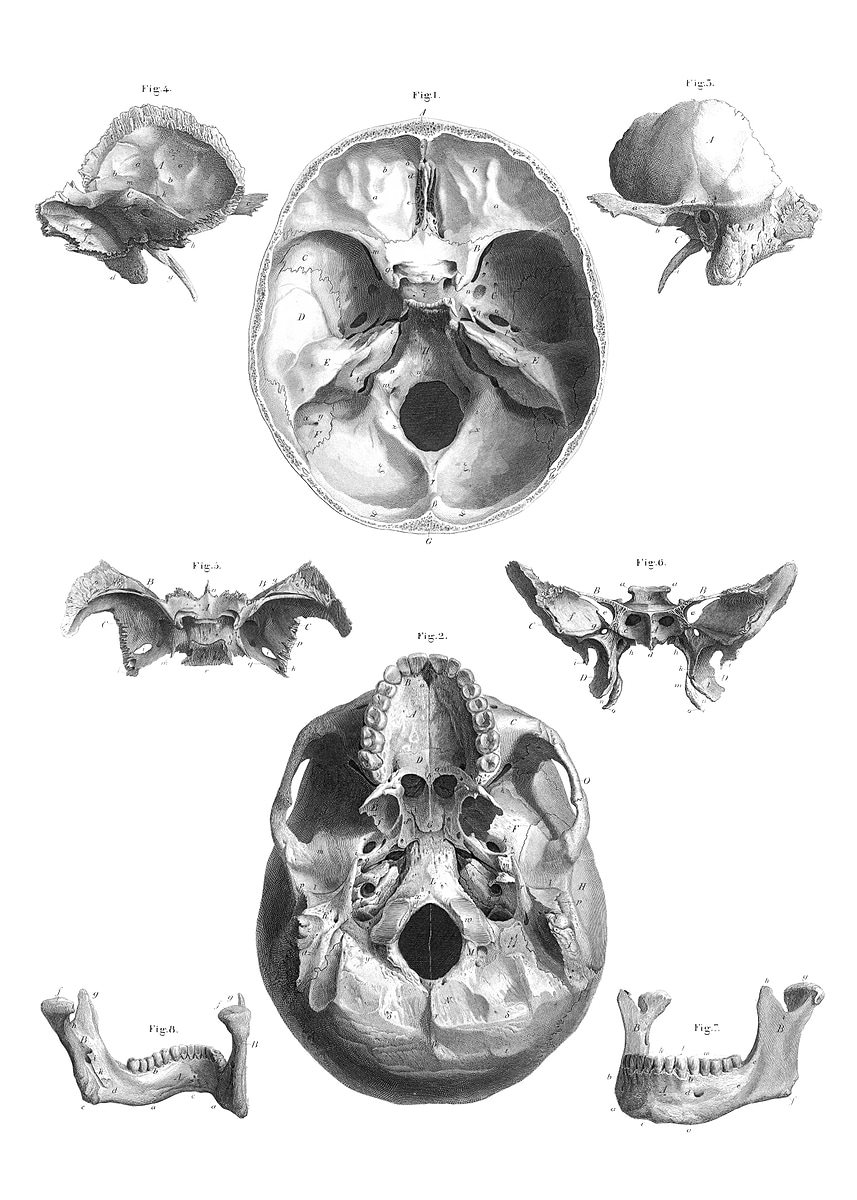'Human Skull Anatomy Illustration' Poster, picture, metal print, paint ...