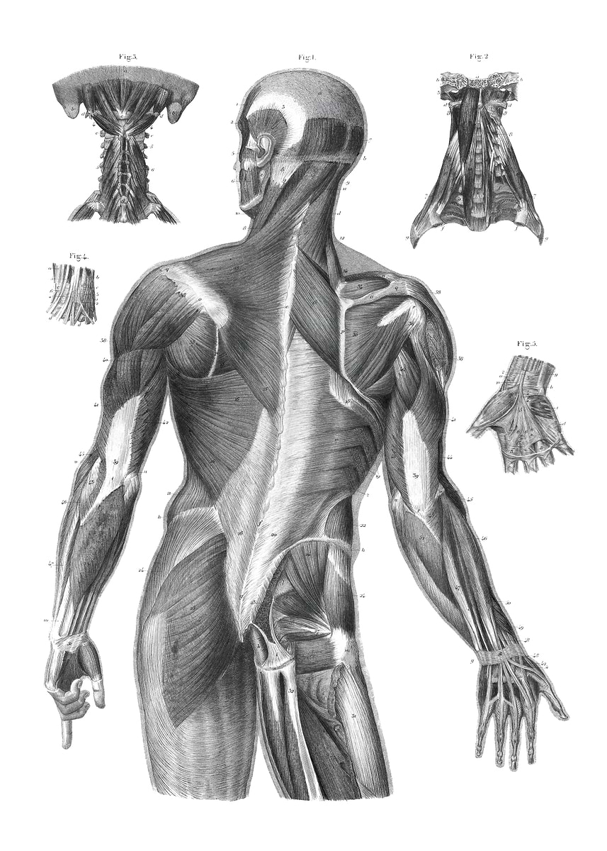 'Human Back Muscle Anatomy Illustration' Poster, picture, metal print ...