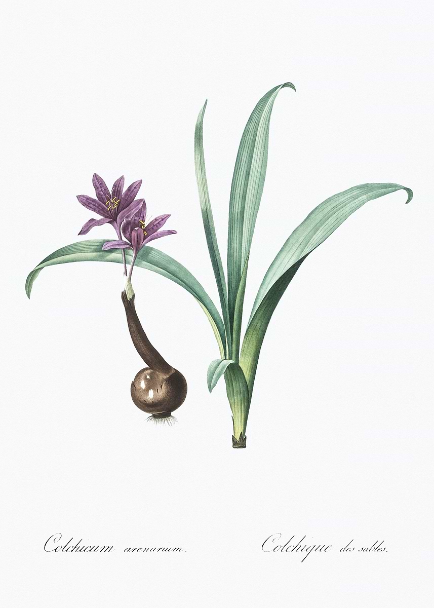 'Colchicum Autumnale Illustration' Poster, picture, metal print, paint ...