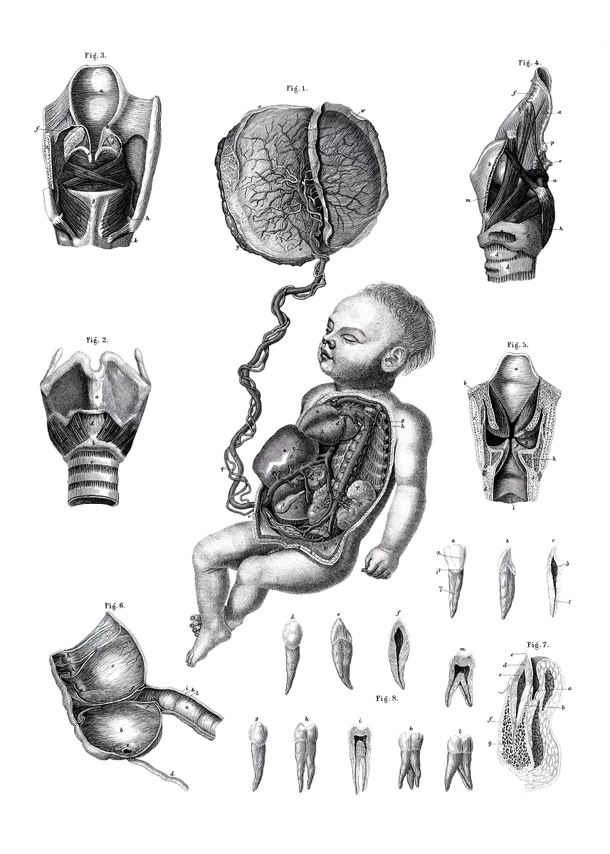 'Human Fetus Anatomy Illustration' Poster, picture, metal print, paint ...