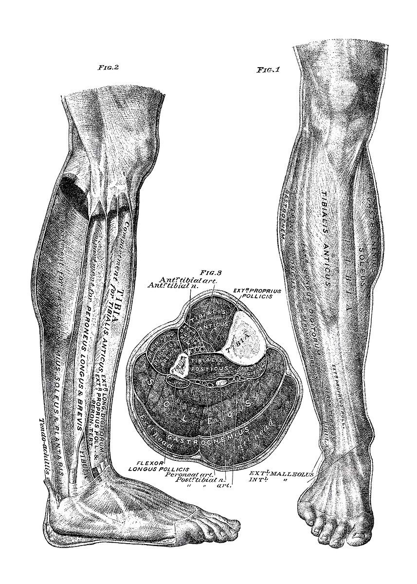 'Human Leg Anatomy Illustration' Poster, picture, metal print, paint by ...
