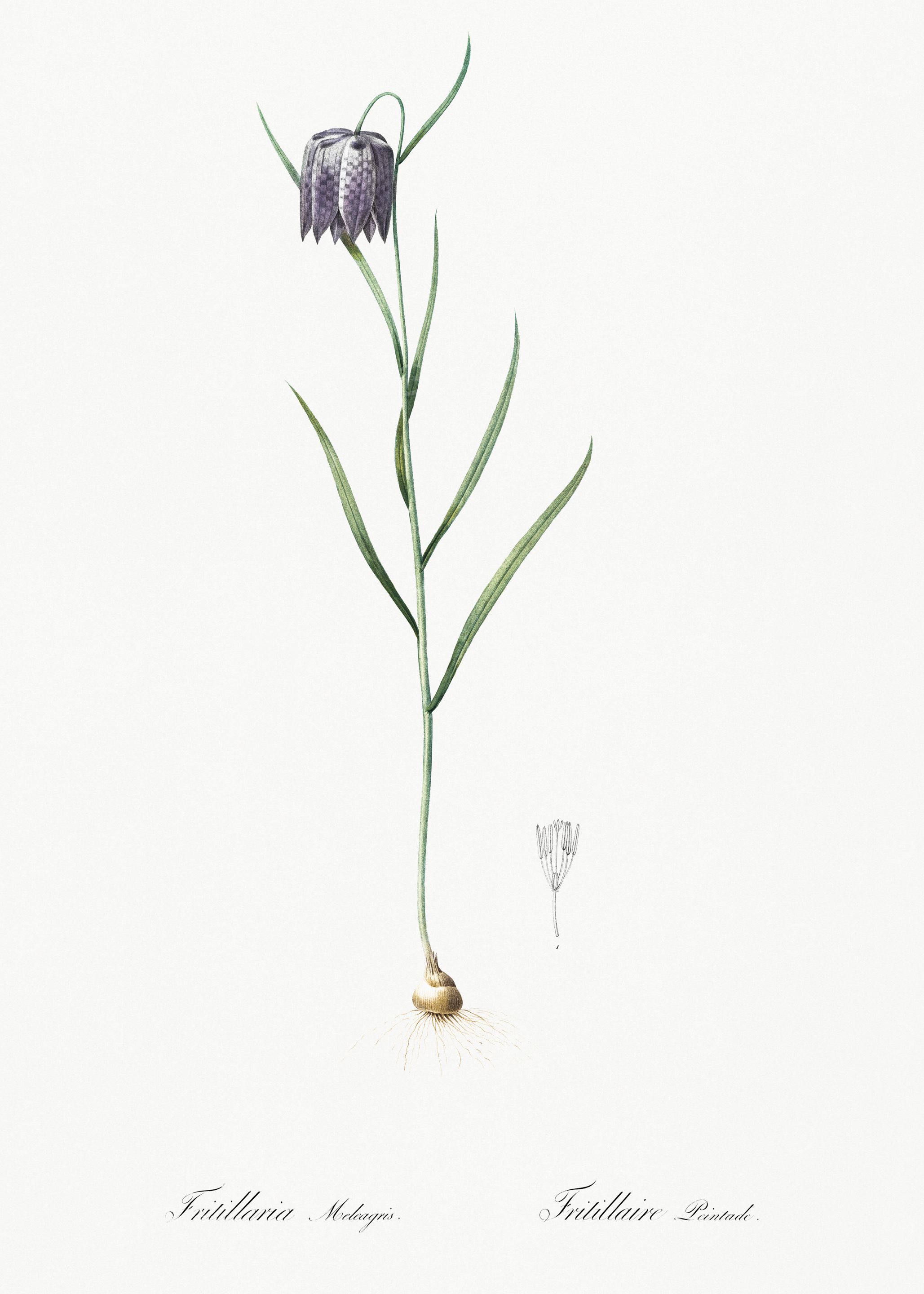 'Fritillaria Flower Illustration' Poster, picture, metal print, paint ...