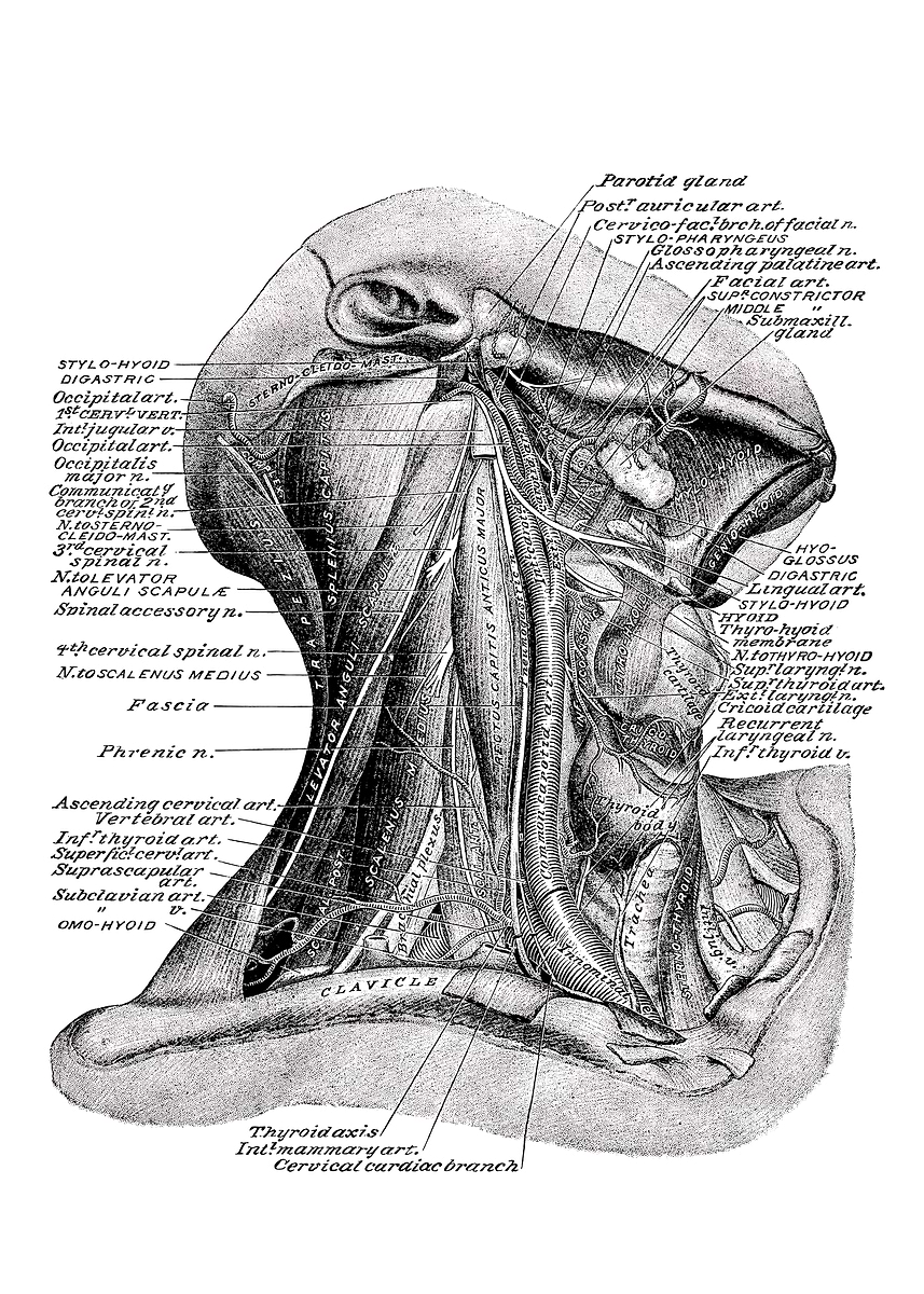 'Human Neck Anatomy Diagram' Poster, picture, metal print, paint by ...