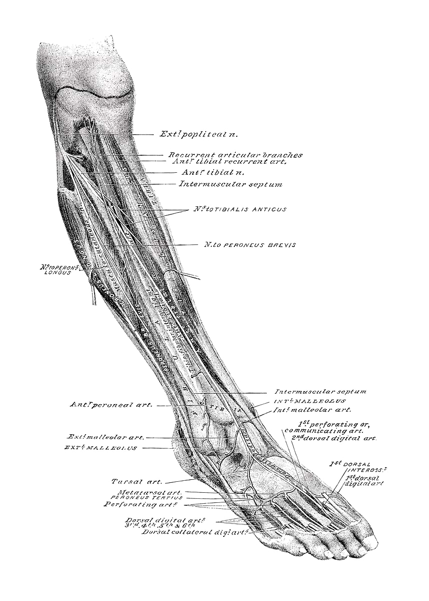 'Human Leg Anatomy Diagram' Poster, picture, metal print, paint by Aged ...