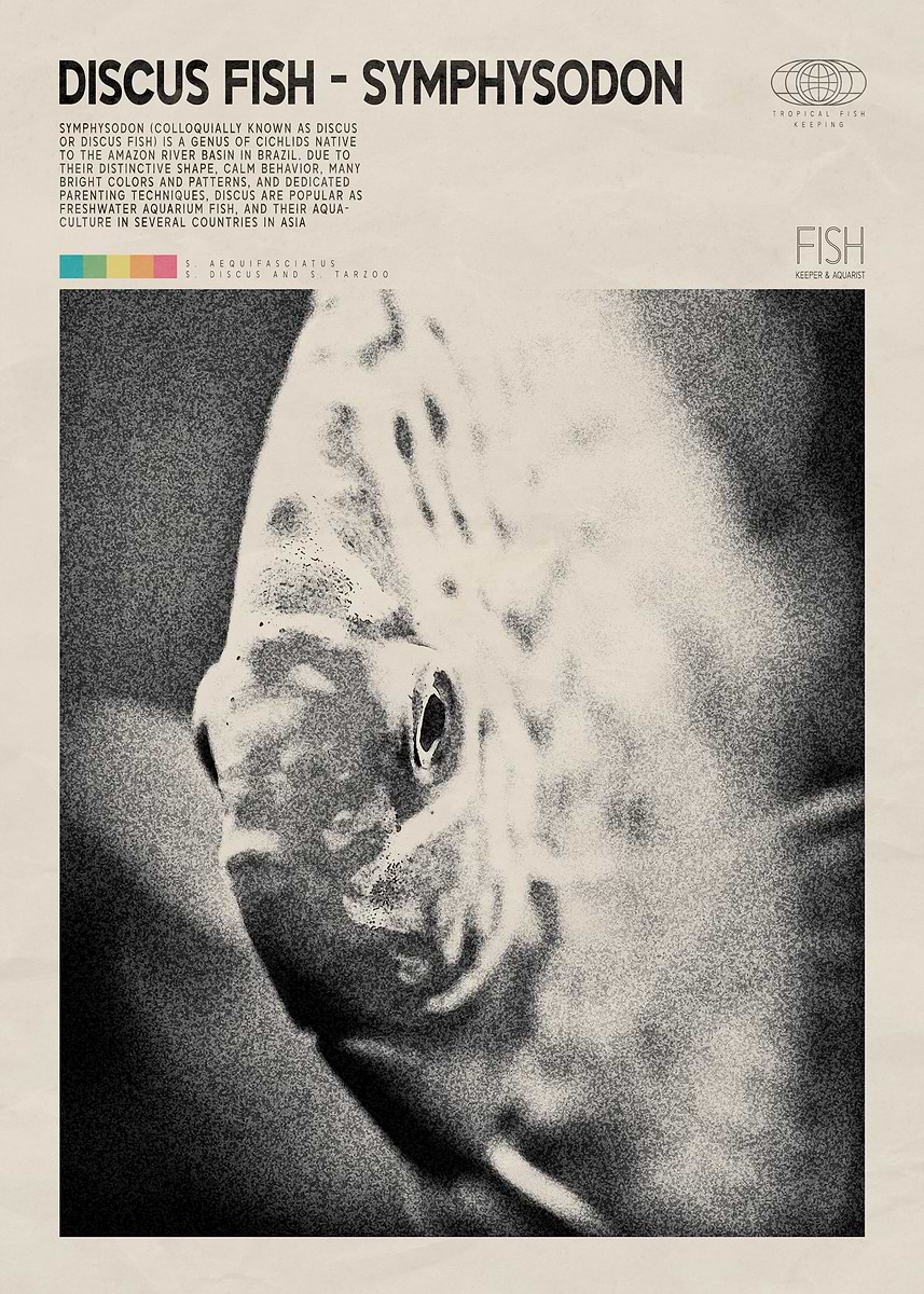'Discus Fish Fish Keeper Fish Room Poster' Poster, picture, metal print ...