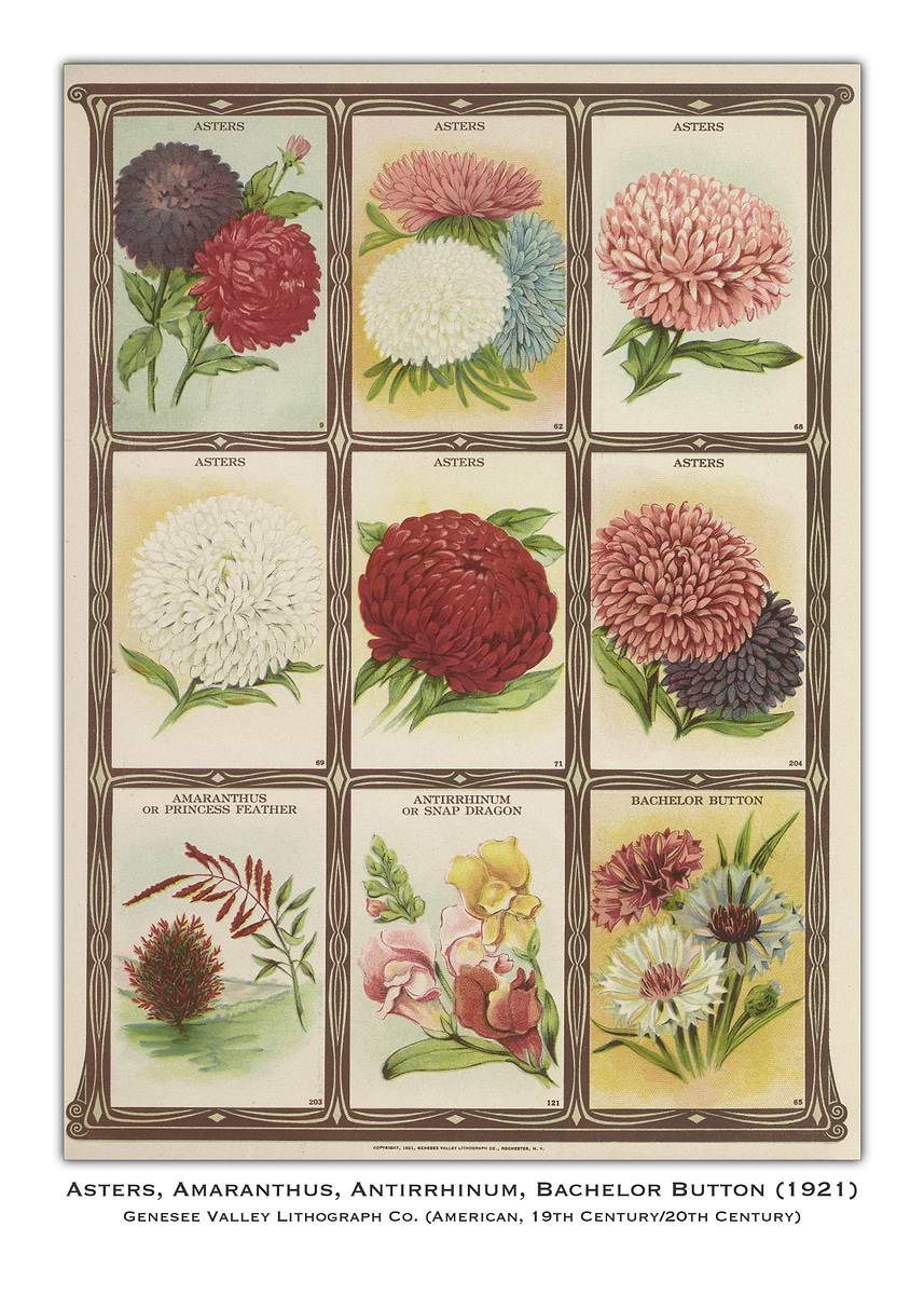 'Vintage Flower Poster' Poster, picture, metal print, paint by ...