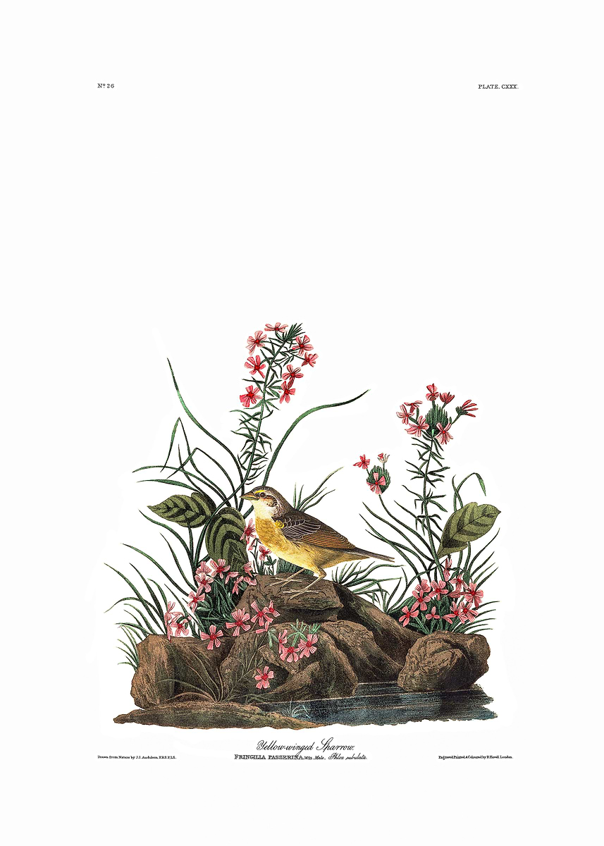 'The Birds of America - Yellow-winged Sparrow' Poster, picture, metal ...