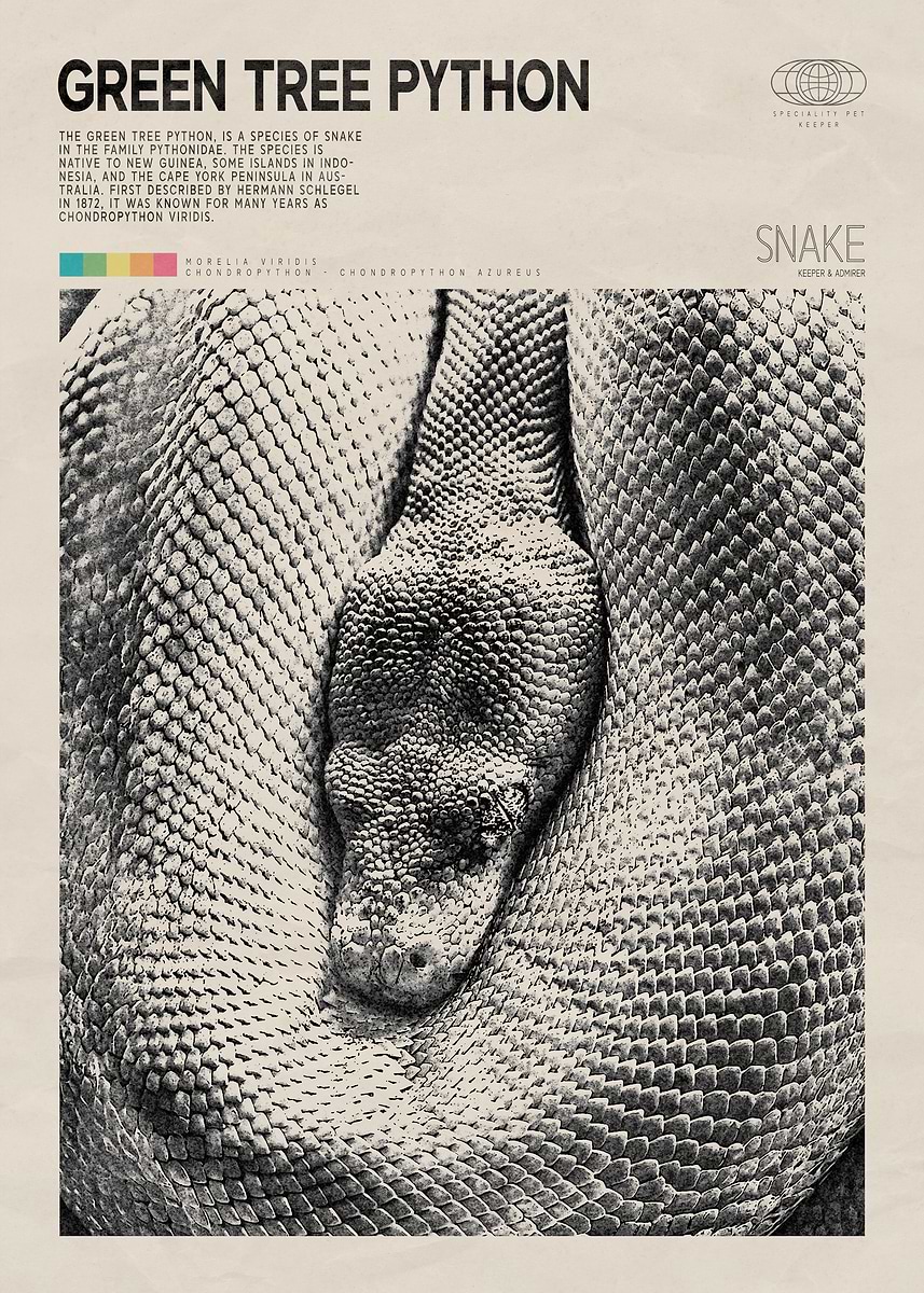 'Green Tree Python Poster' Poster, picture, metal print, paint by Jon ...