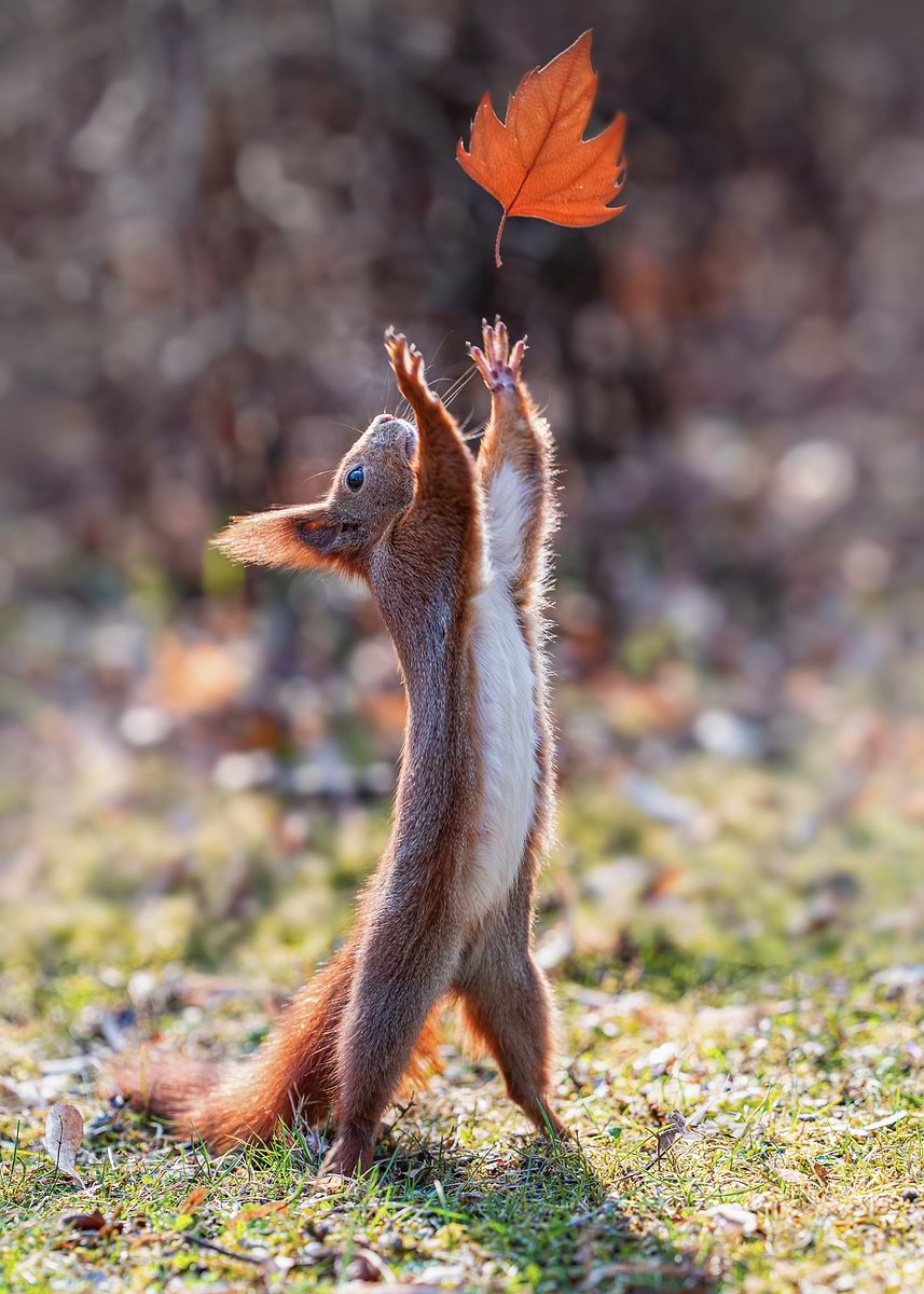 'Squirrel Catching Leaf' Poster, picture, metal print, paint by ...