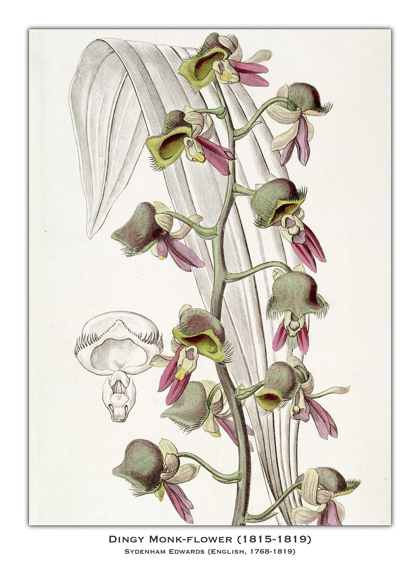 'Dingy Monk-Flower Botanical Illustration' Poster, picture, metal print ...