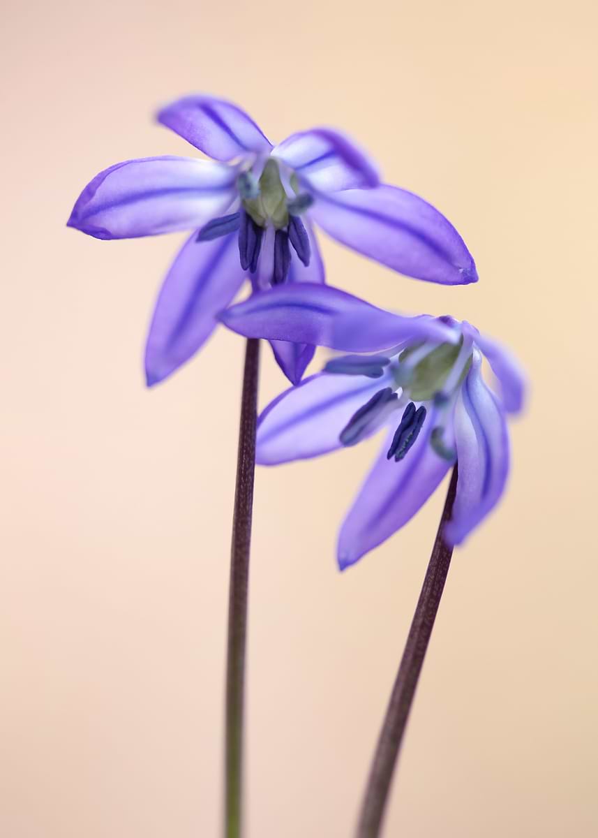 'Purple Spring Flowers' Poster, picture, metal print, paint by ...