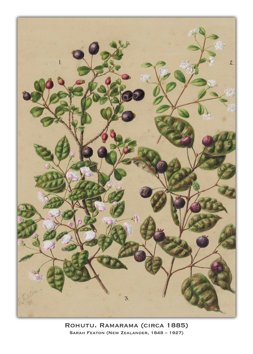'Botanical Illustration of Rohutu' Poster, picture, metal print, paint ...
