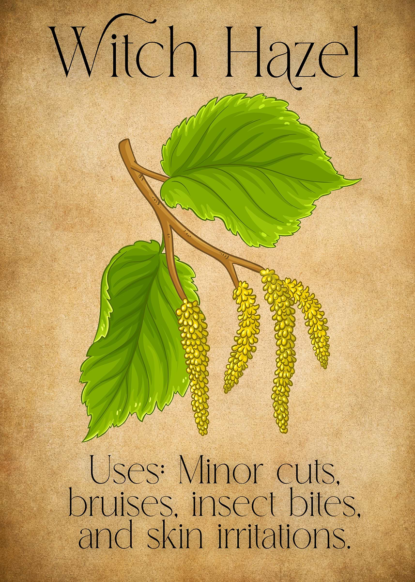 'Apothecarys Journal - Witch Hazel Illustration' Poster, picture, metal ...