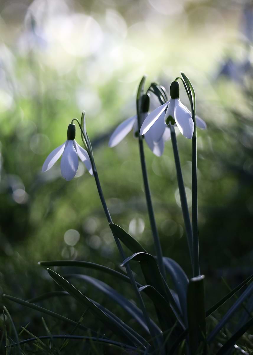 'Snowdrop Flowers in Sunlight' Poster, picture, metal print, paint by ...