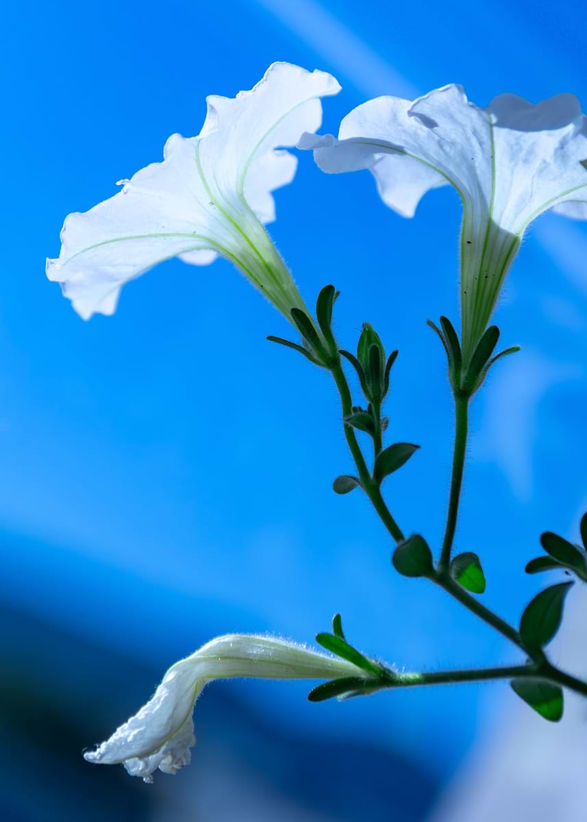 'White Flowers Against Blue Sky' Poster, picture, metal print, paint by ...