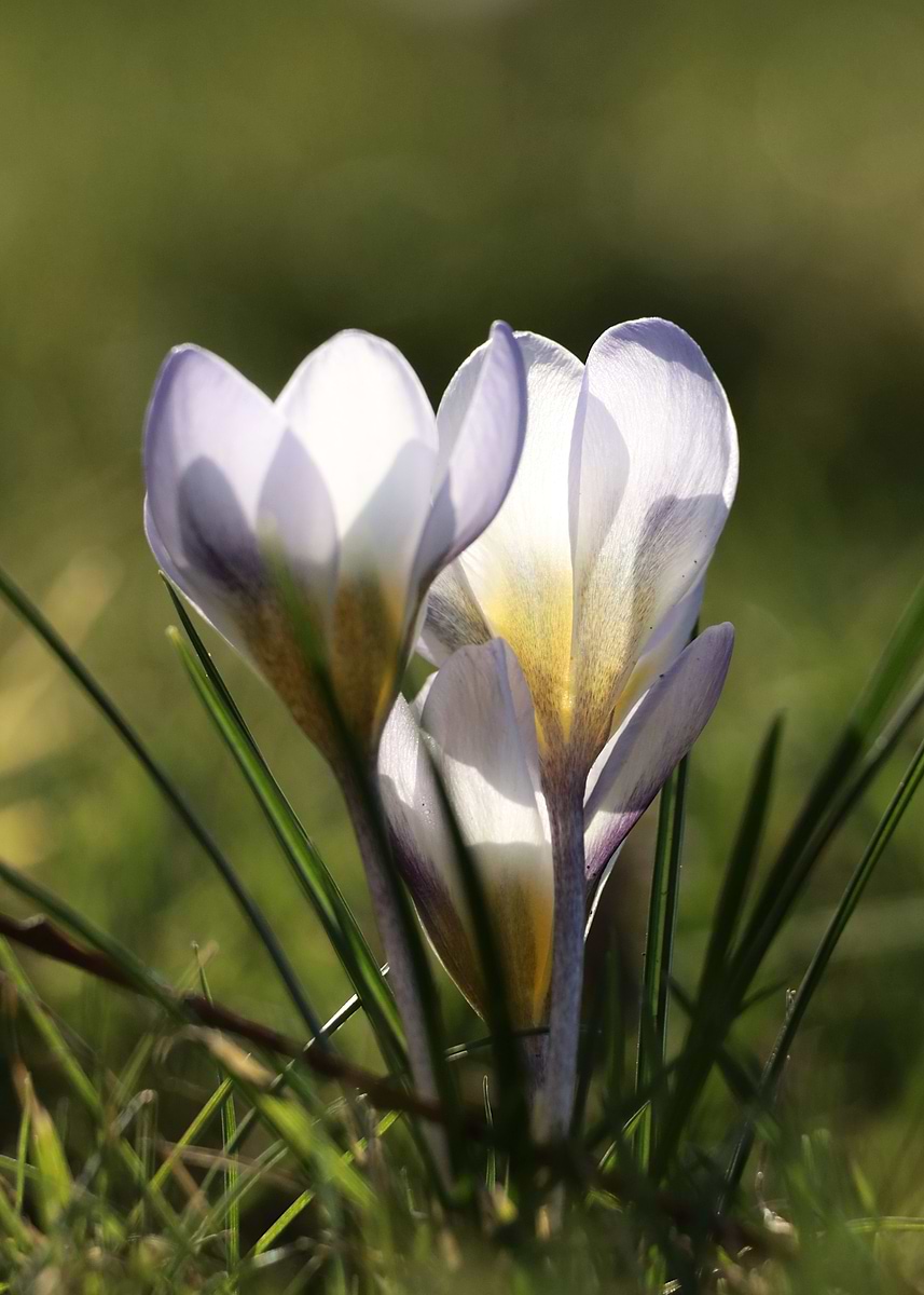 'Crocus Flowers in Spring' Poster, picture, metal print, paint by Tisu ...