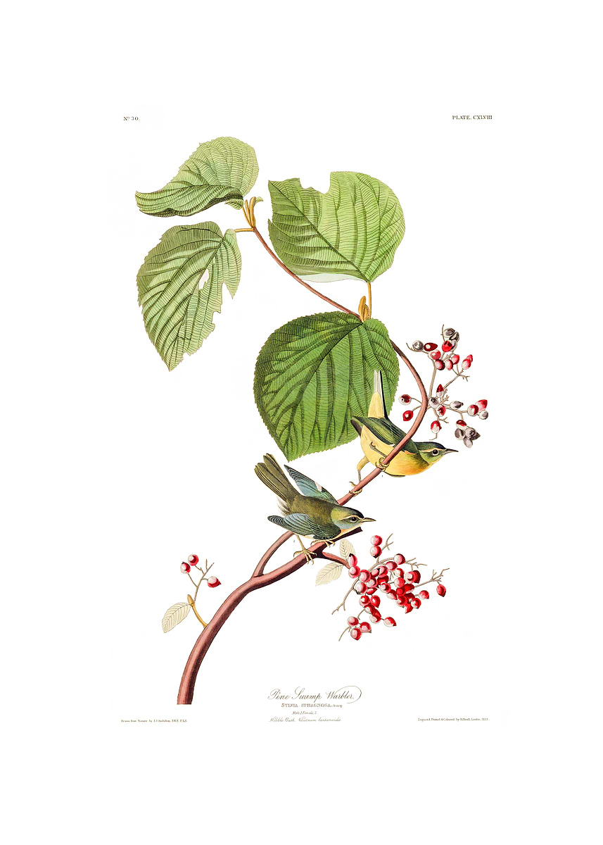 'The Birds of America - Pine Swamp Warbler' Poster, picture, metal ...