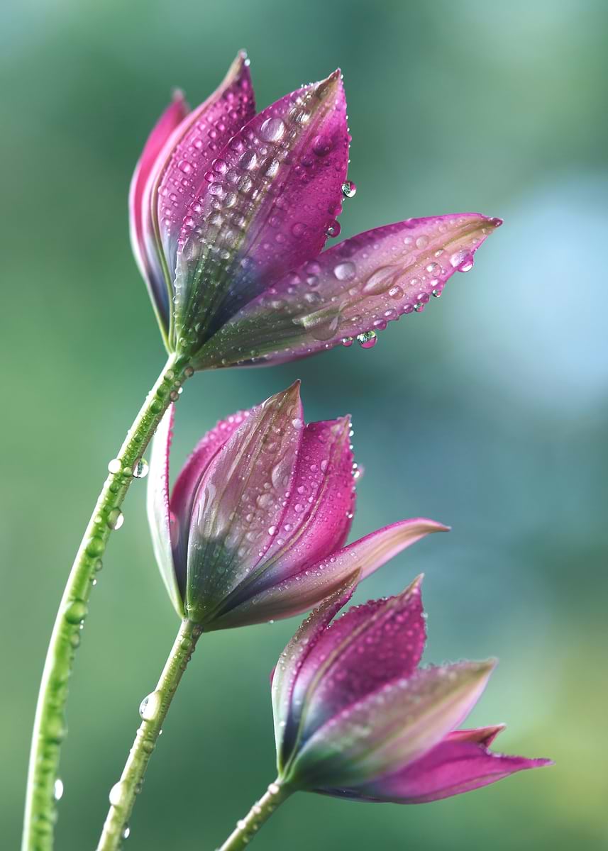 'Pink Flowers with Dew Drops' Poster, picture, metal print, paint by ...